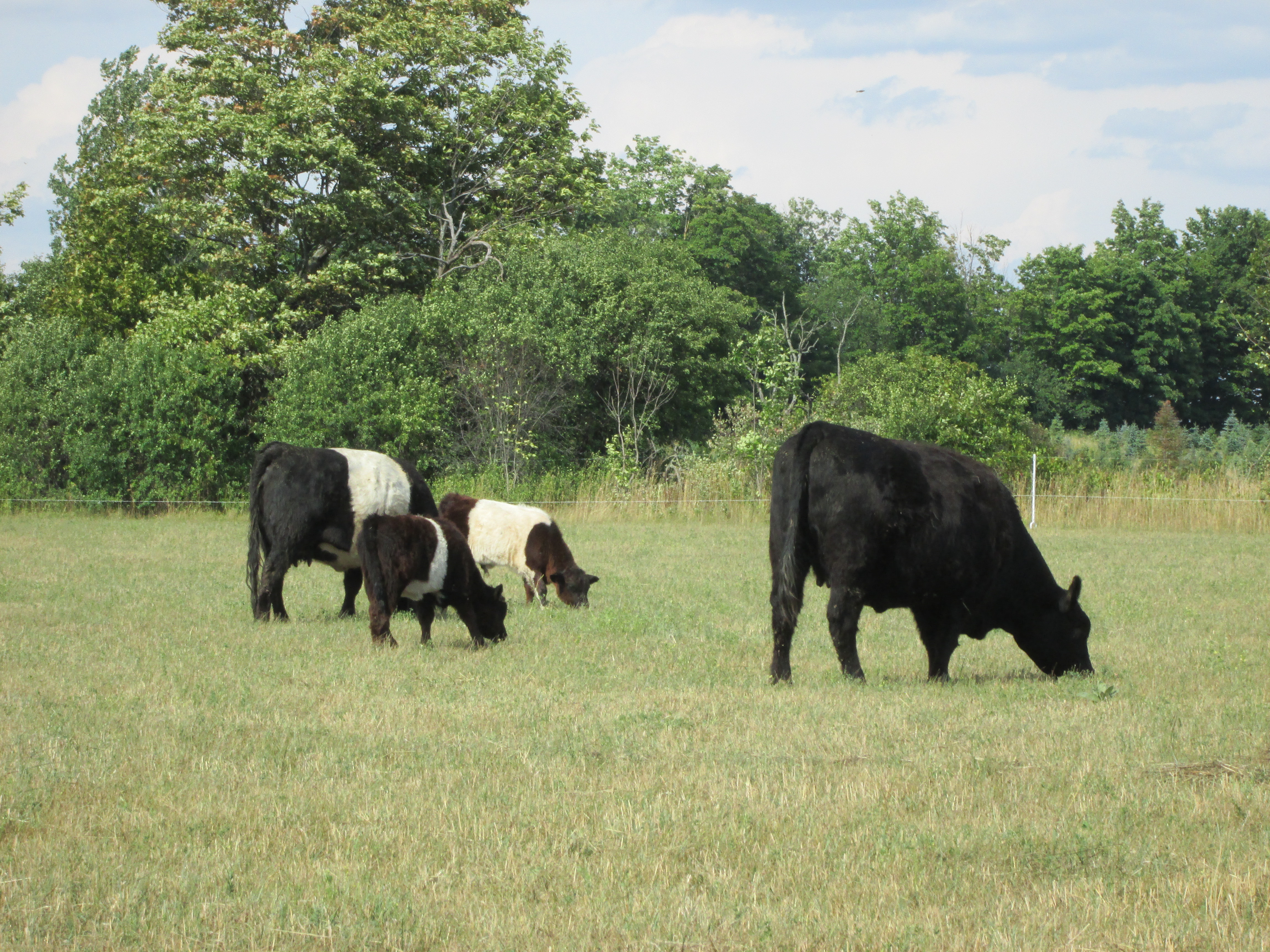 A Minute for Moms – Start Fresh – Farm Cows – Wendy Shelley